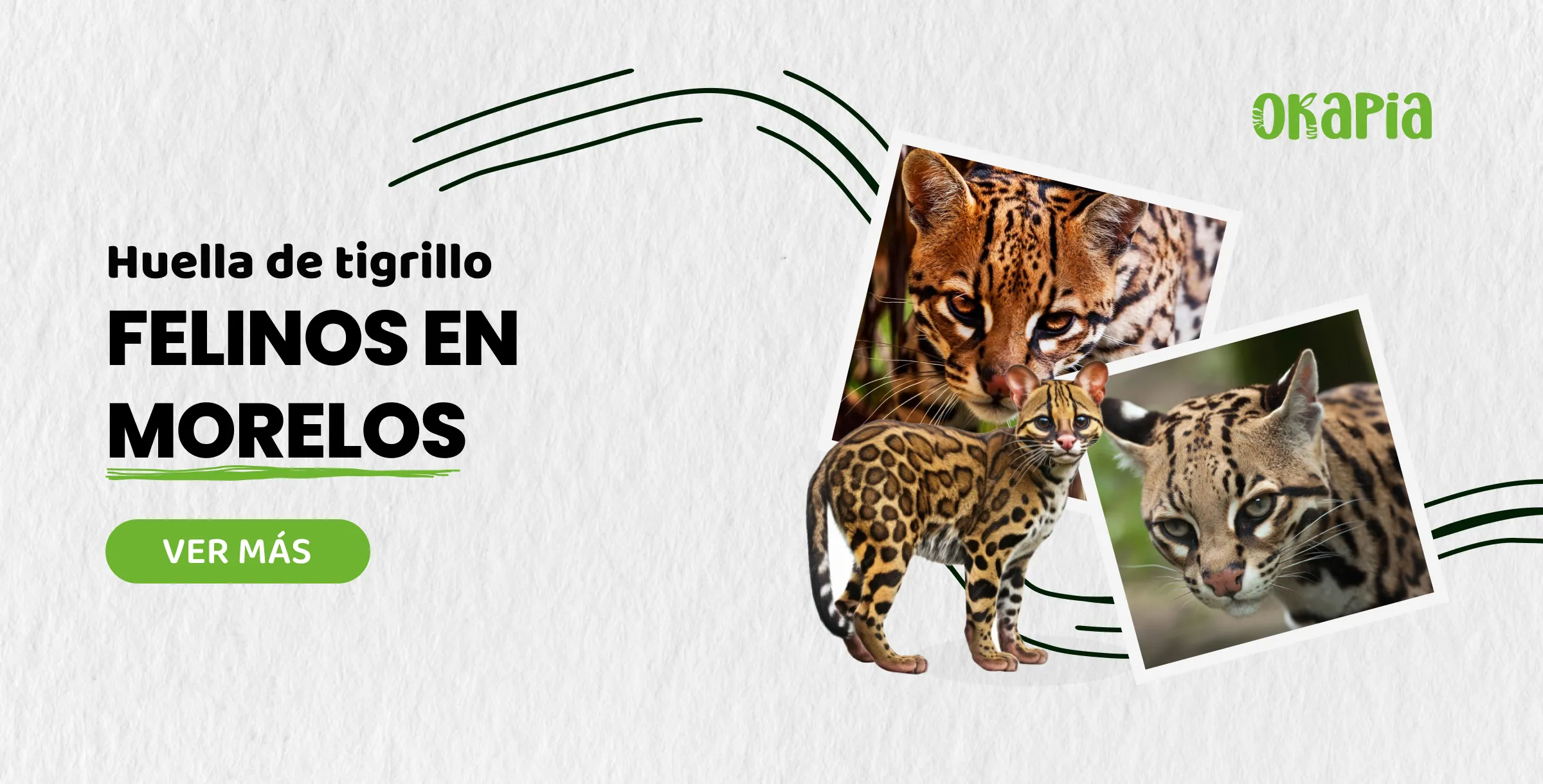 Huellla de tigrillo » Okapia